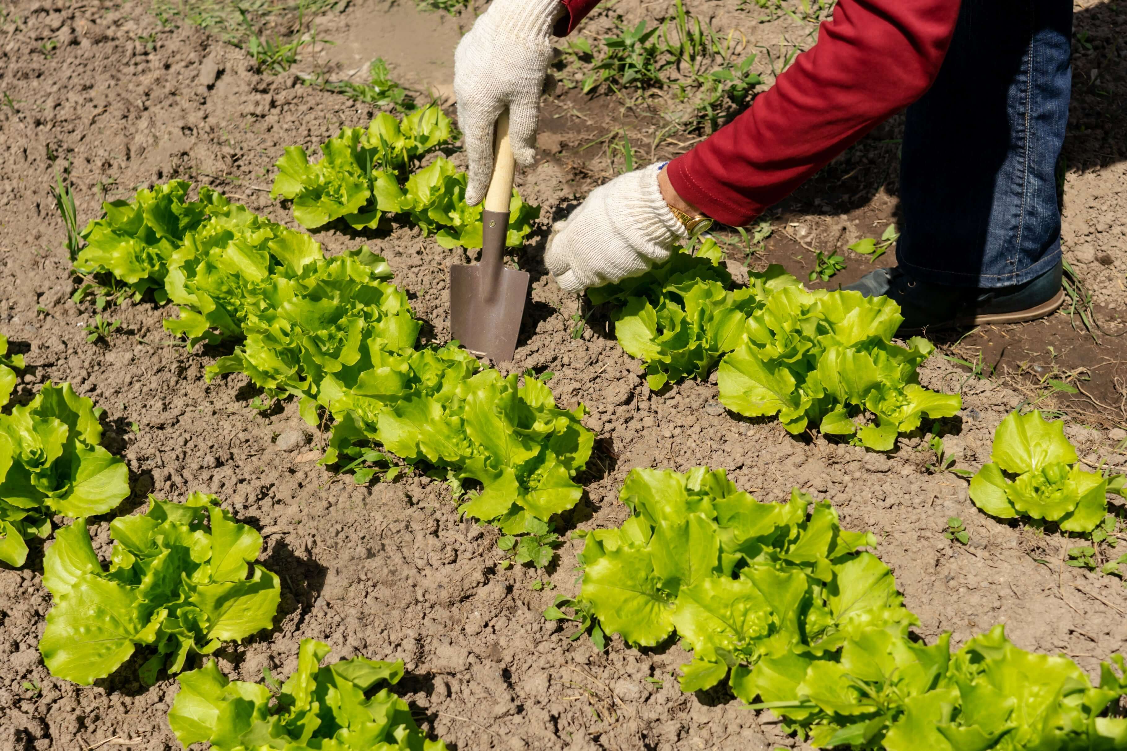 The Best Method for Organic Lettuce Planting in the US – Soil Seed & Water