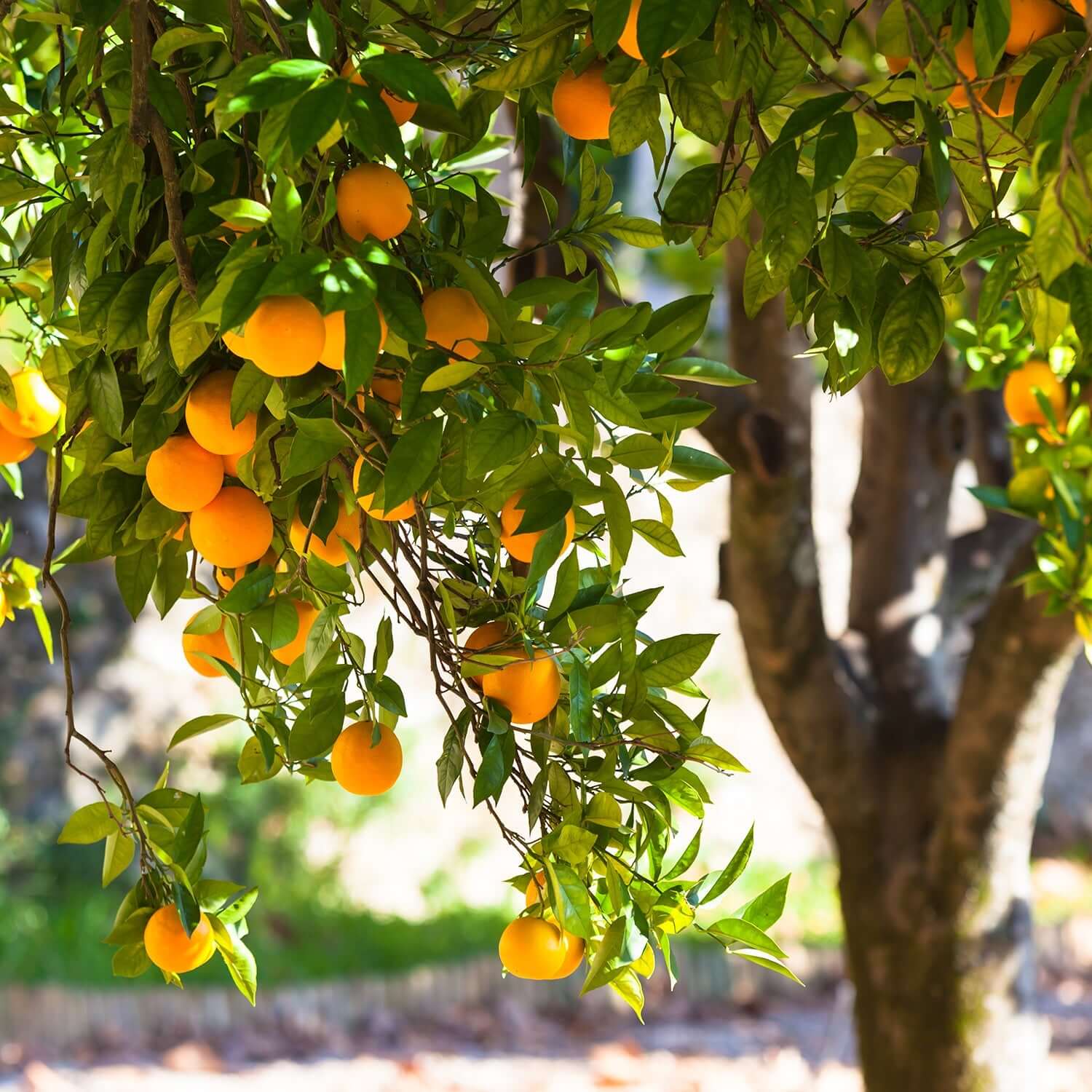 Citrus Farmers – Soil Seed & Water